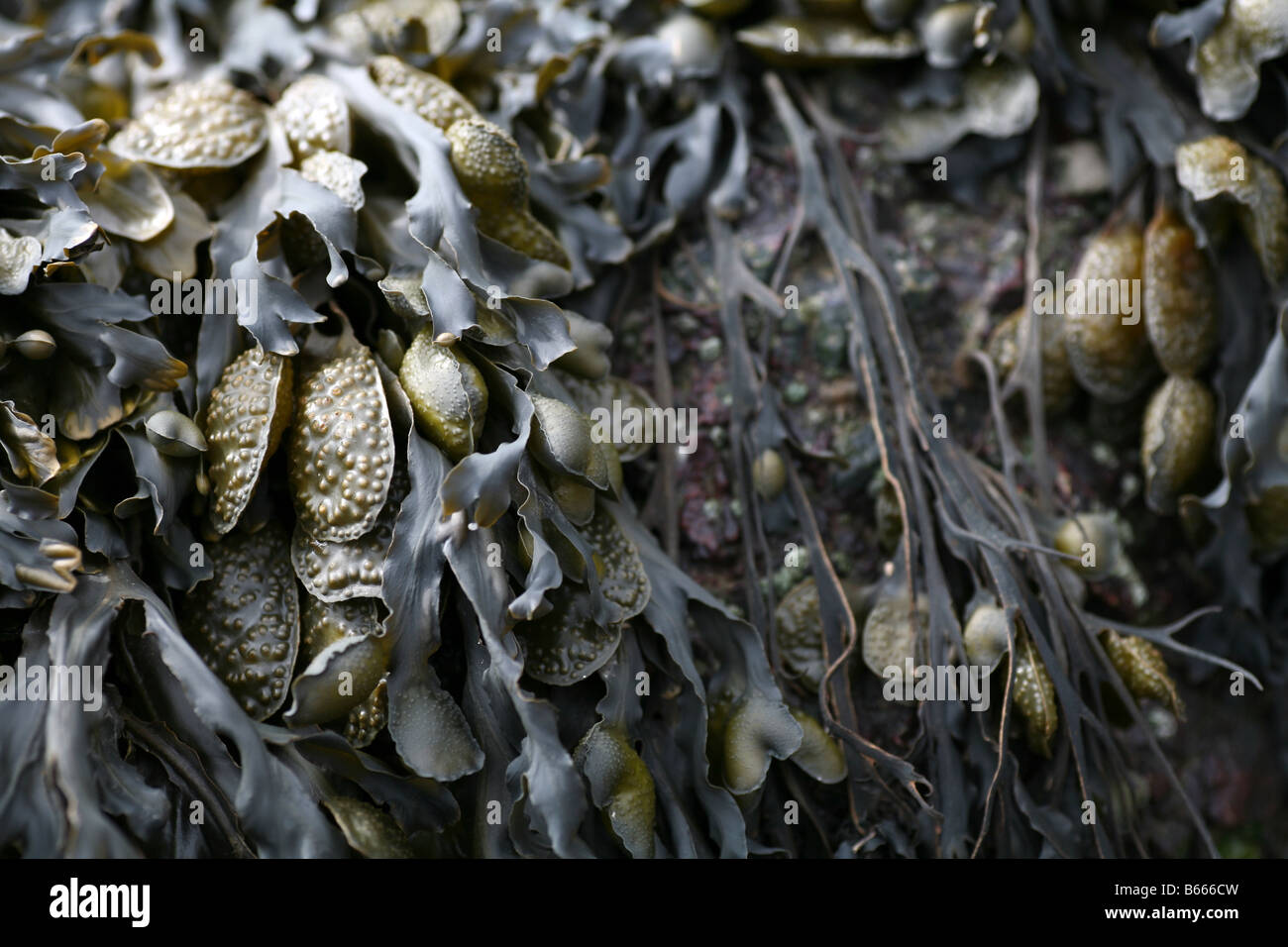 Bladder weed hi-res stock photography and images - Alamy