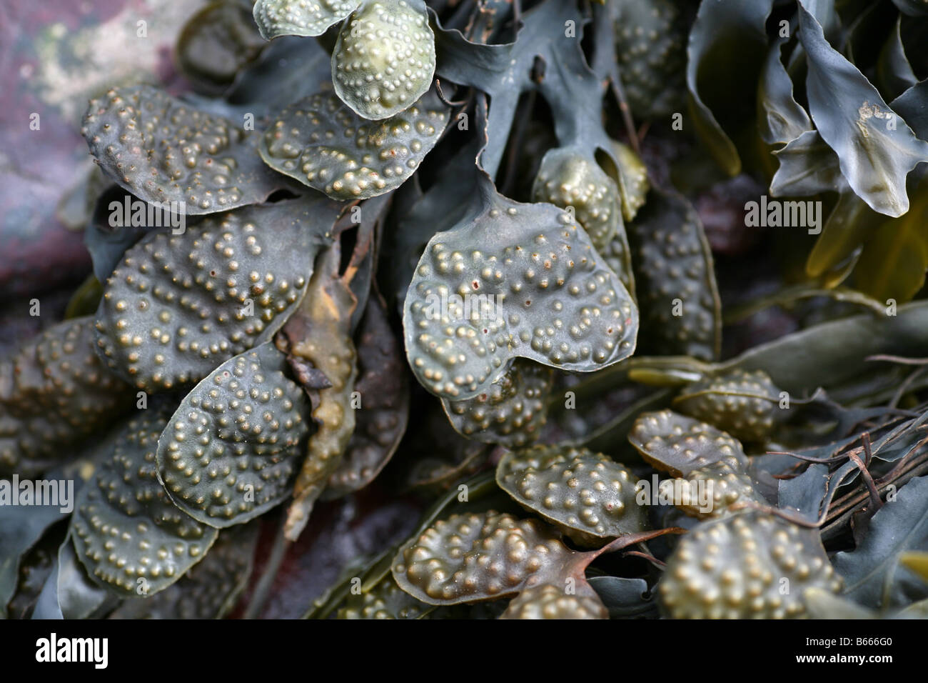 Buoyant seaweed hi-res stock photography and images - Alamy