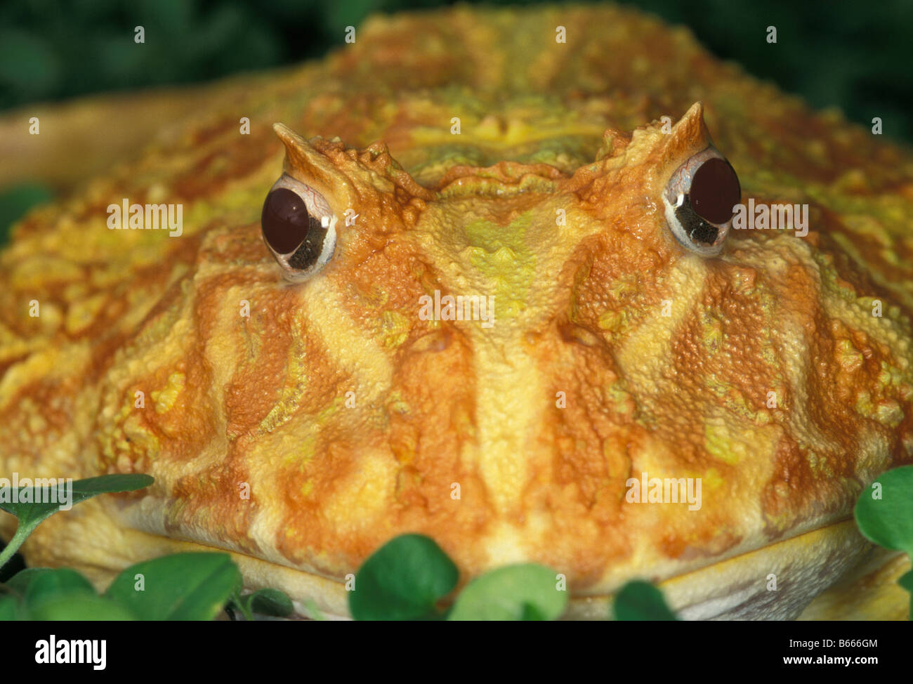 front view of Albino horned frog Stock Photo - Alamy