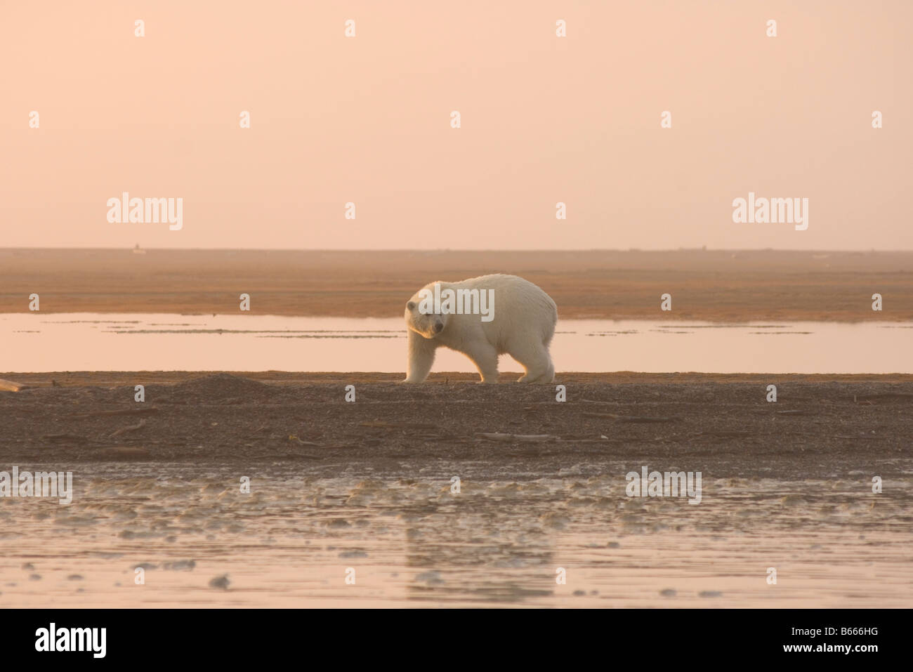 polar bear Ursus maritimus adult walking at sunrise off the Bernard ...
