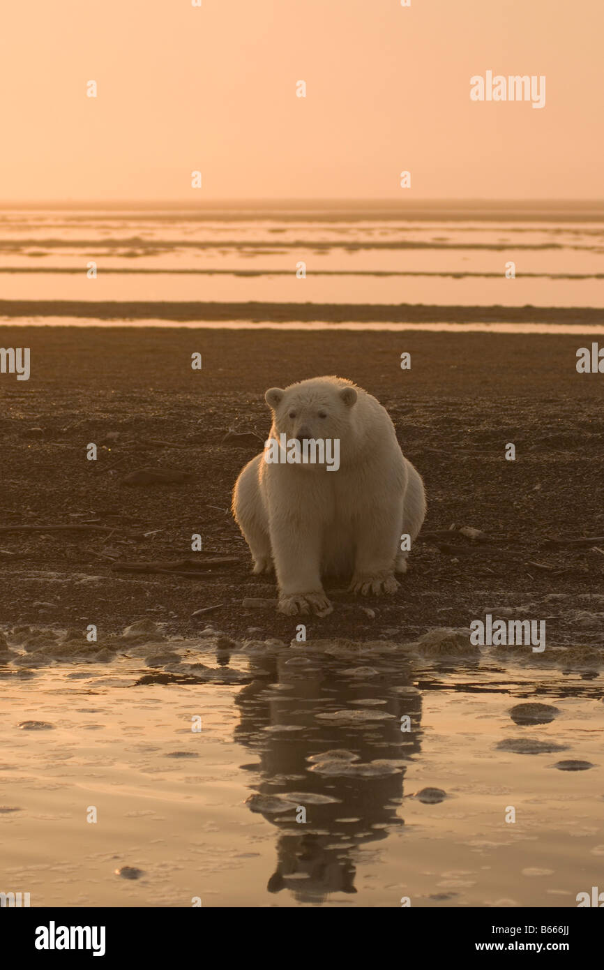 polar bear Ursus maritimus sow walking along Bernard Spit at sunrise ...