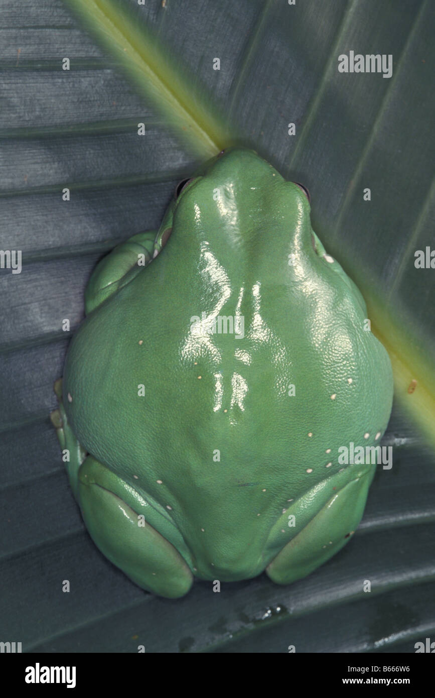 rear view of White's tree frog Stock Photo - Alamy