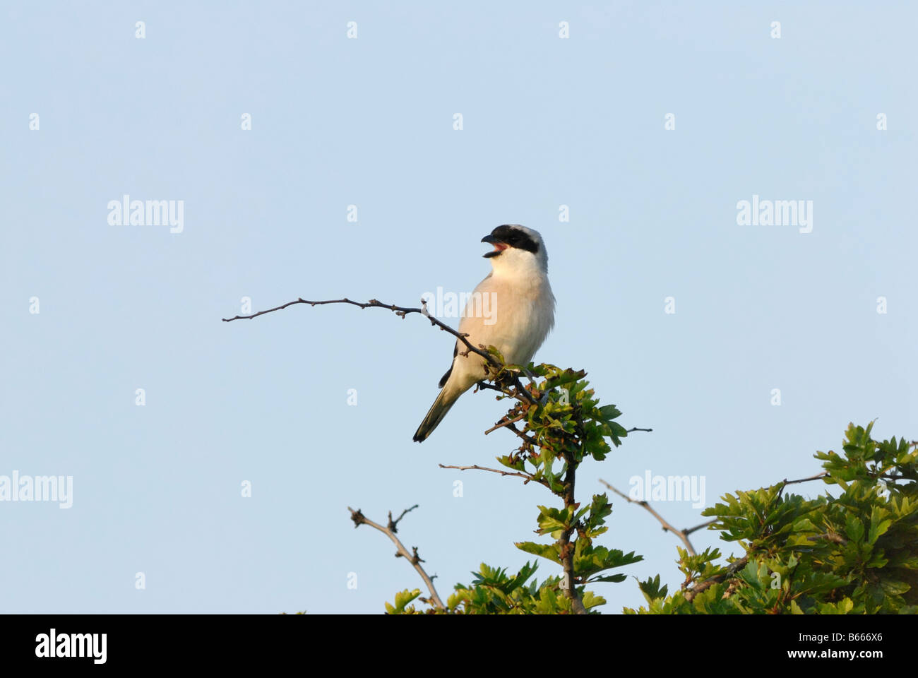 Lesser Grey Shrike (Lanius minor Stock Photo - Alamy