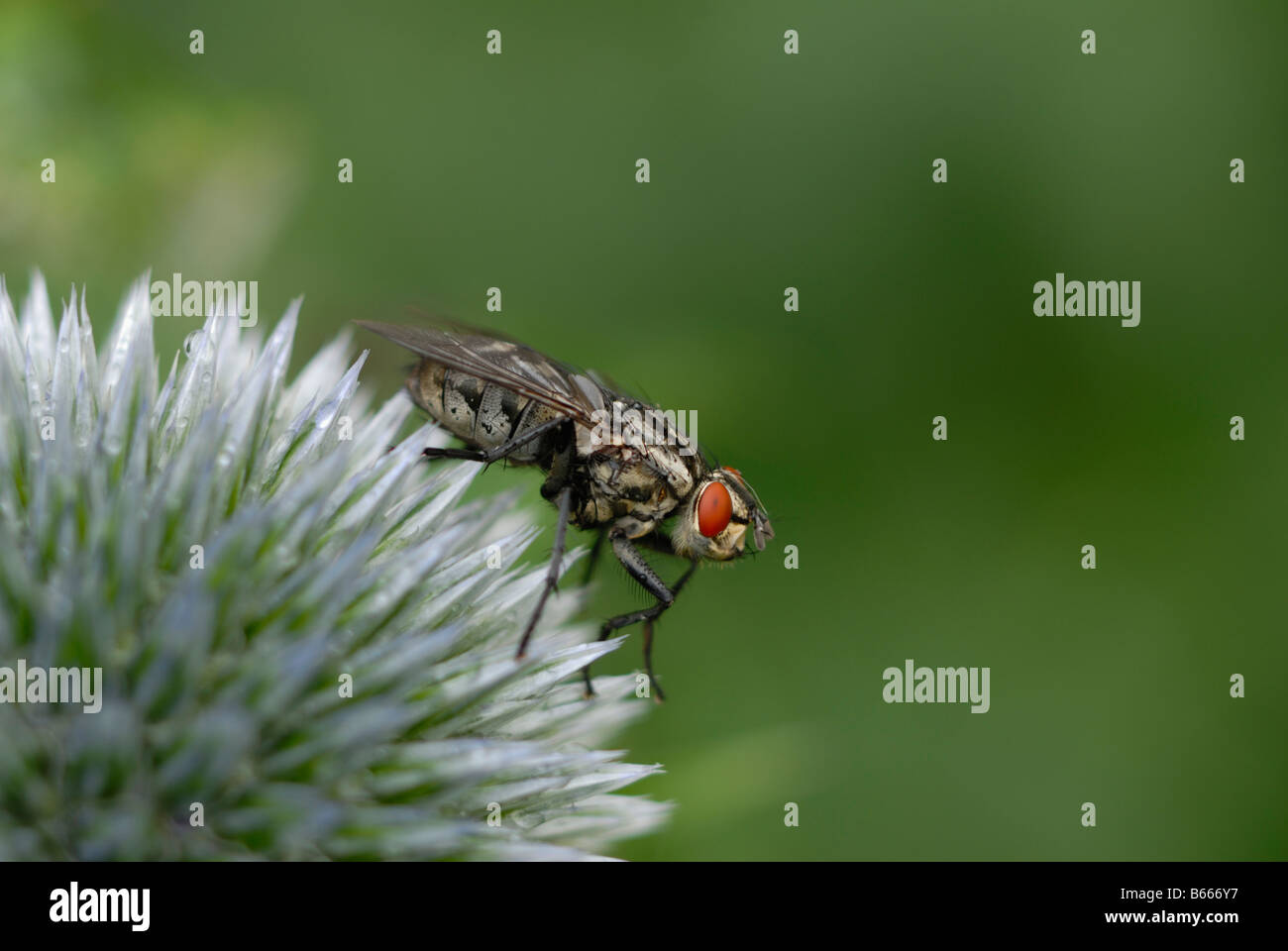 A Flesh Fly (Sarcophaga species Stock Photo - Alamy