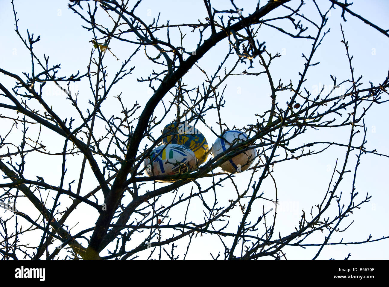Tree branches trapped in hi-res stock photography and images - Alamy