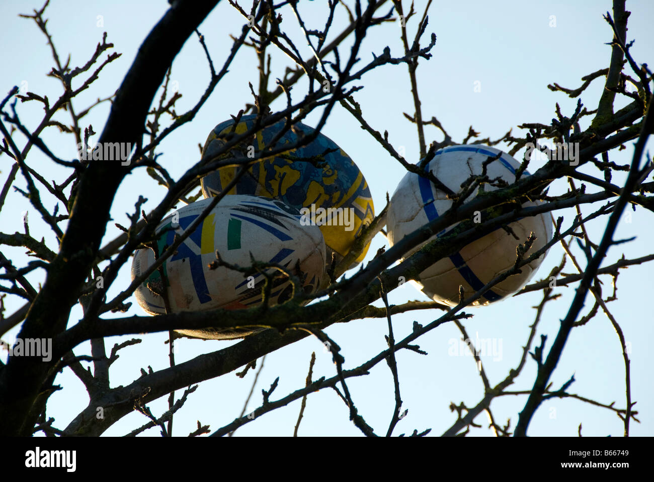 Football and rugby balls trapped in a tree Stock Photo - Alamy