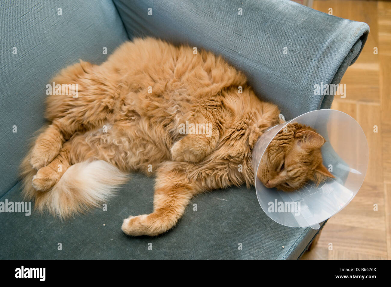 Ill cat with his head in a funnel Stock Photo - Alamy