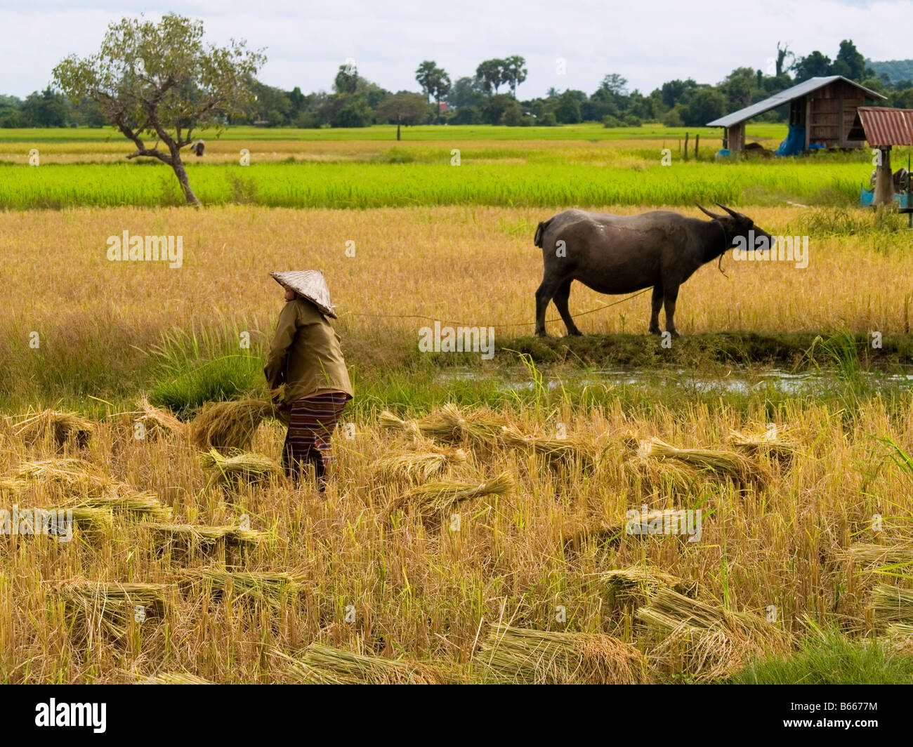 scenes from the rice harvest on Don Khong island in Laos Stock Photo ...