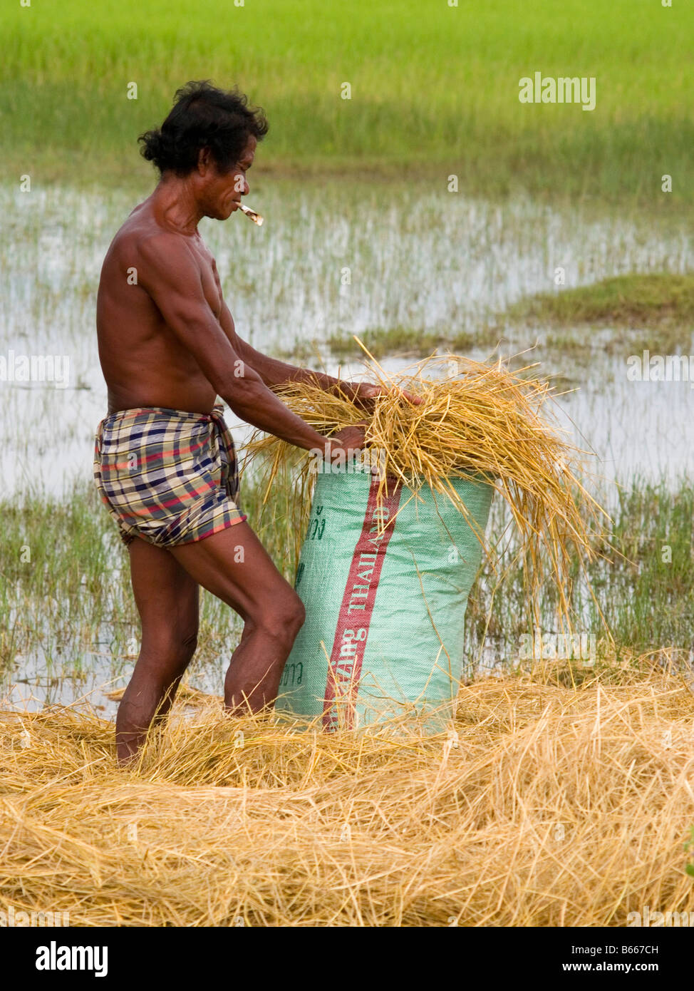 smoking farmer works his rice harvest on Don Khong island in southern ...