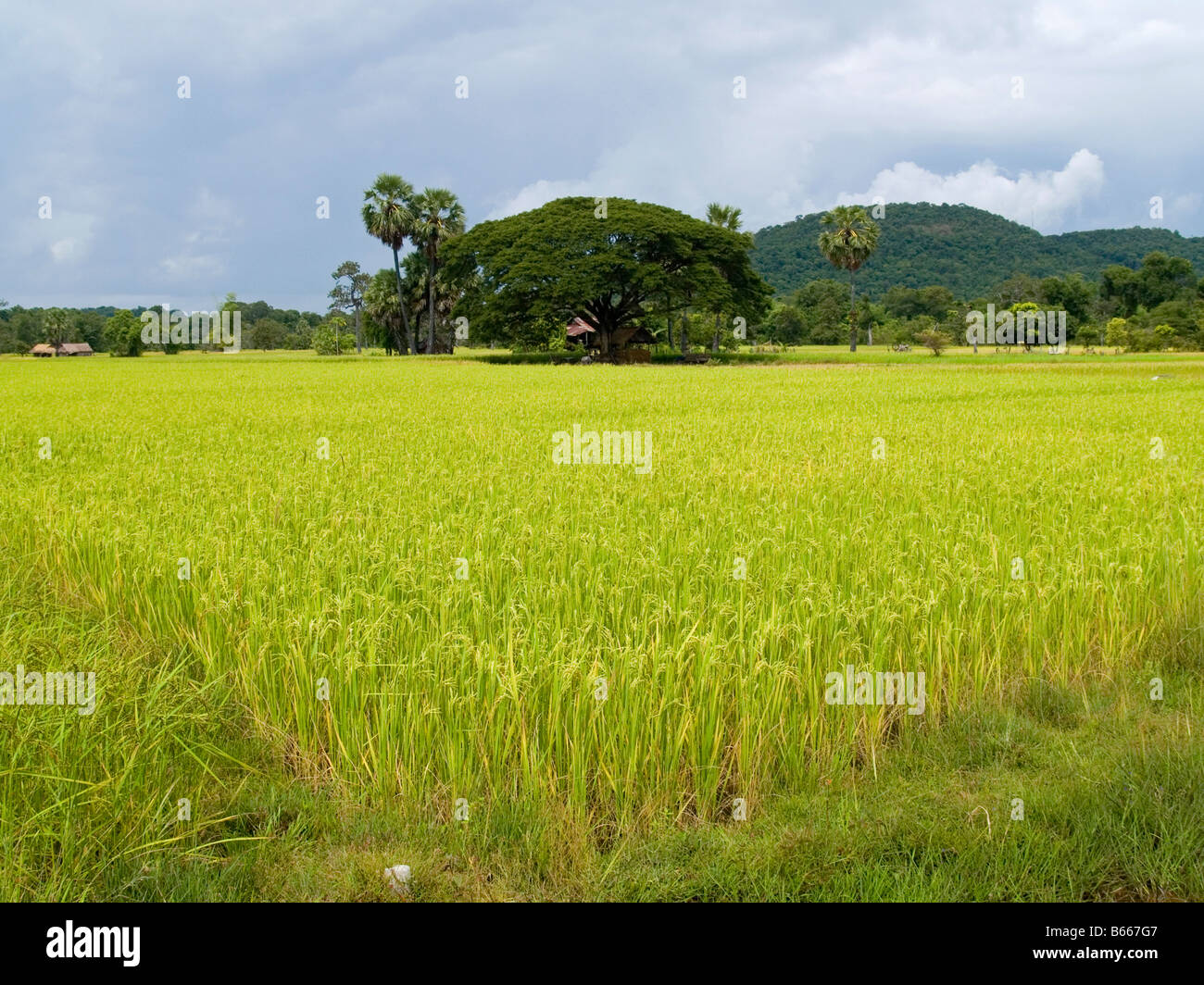 scenes from the rice harvest on Don Khong island in Laos Stock Photo ...