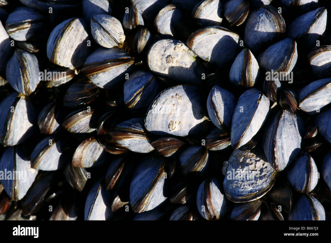 Common mussel, Mytilus edulis Stock Photo - Alamy