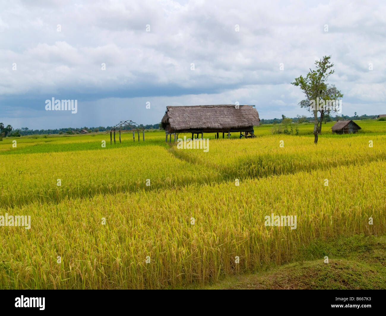 scenes from the rice harvest on Don Khong island in Laos Stock Photo ...