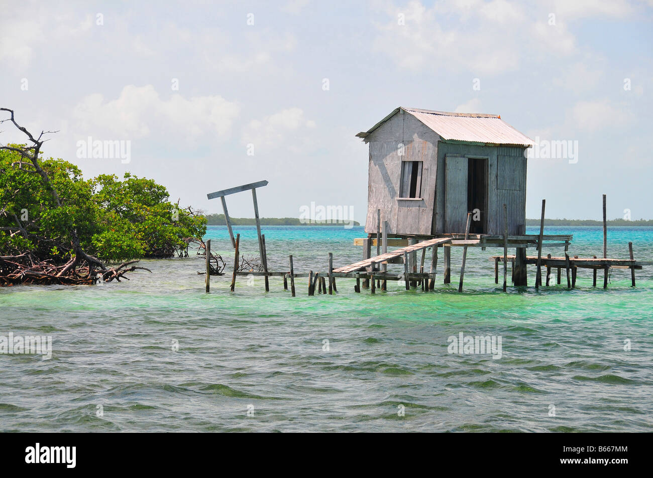 An old fish trappers stilt shack sits on the Belize mangrove flats near ...