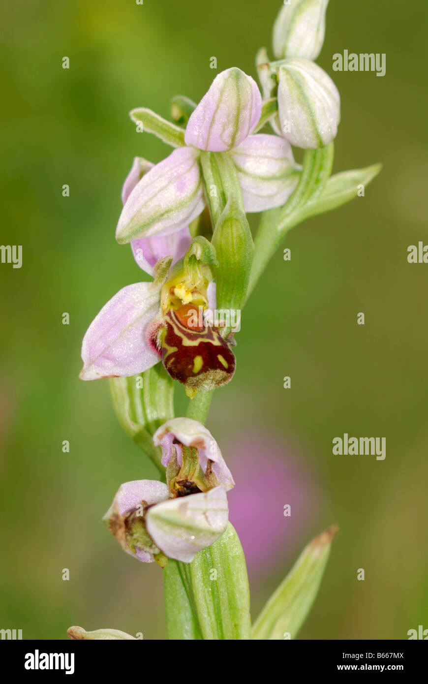 Bee Orchid (Ophrys apifera Stock Photo - Alamy