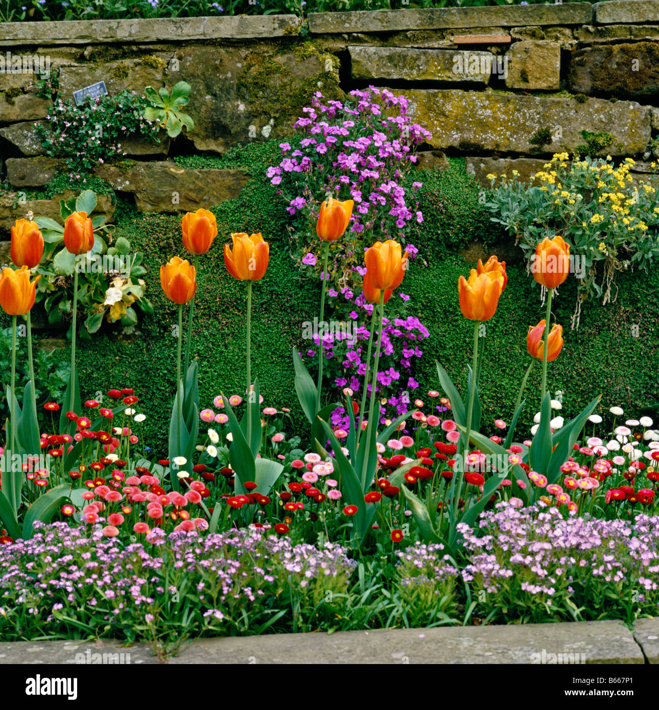 Colourful spring flower border with tulips Stock Photo - Alamy