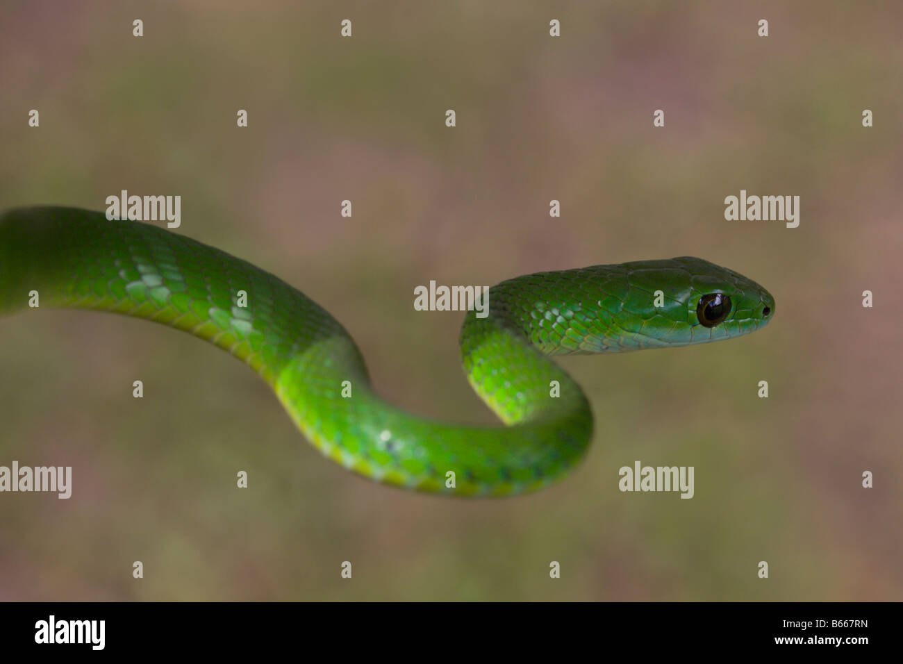 Green mamba hi-res stock photography and images - Alamy