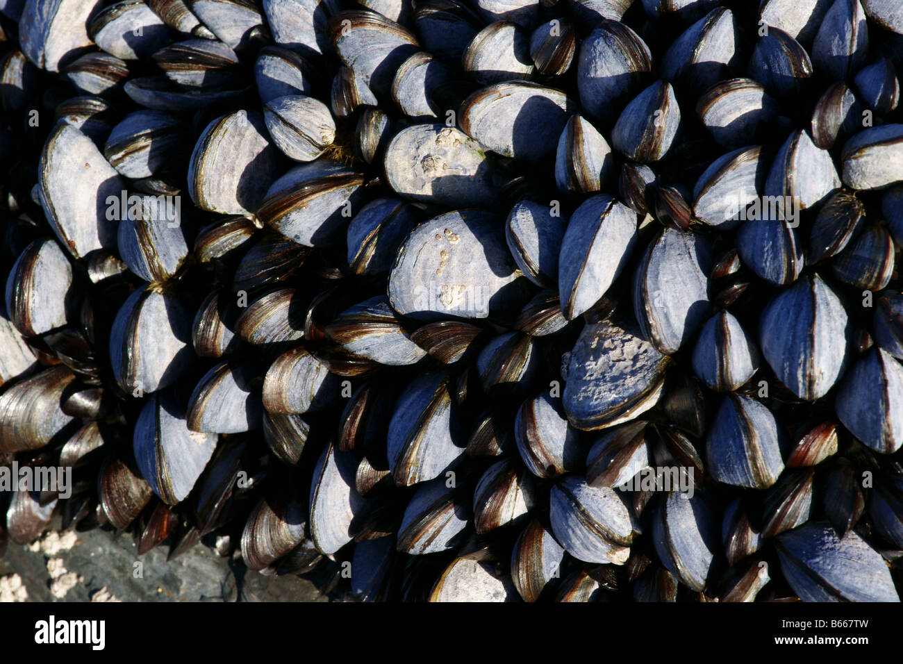 Common mussel, Mytilus edulis Stock Photo - Alamy