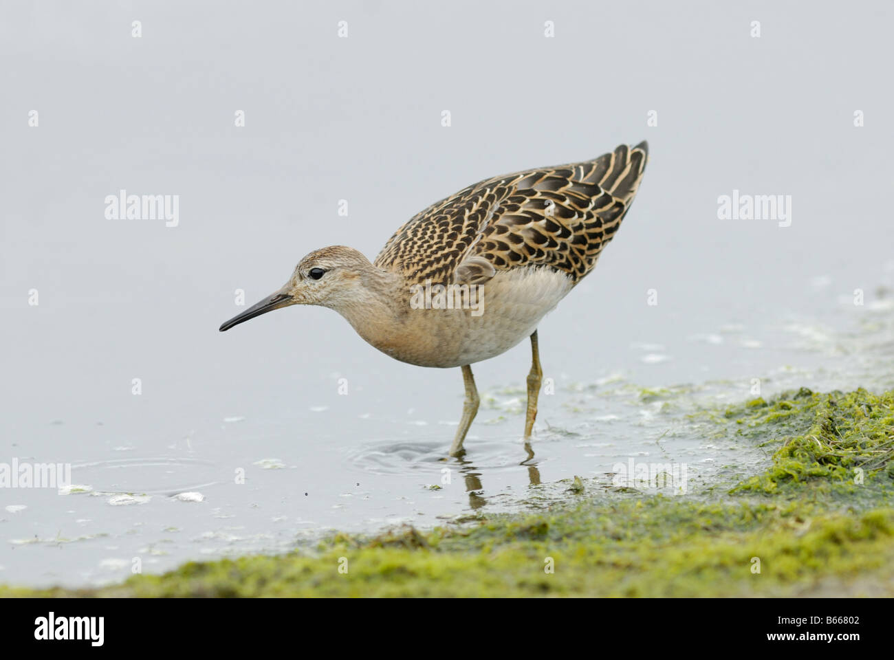 A Female Ruff (Philomachus pugnax Stock Photo - Alamy