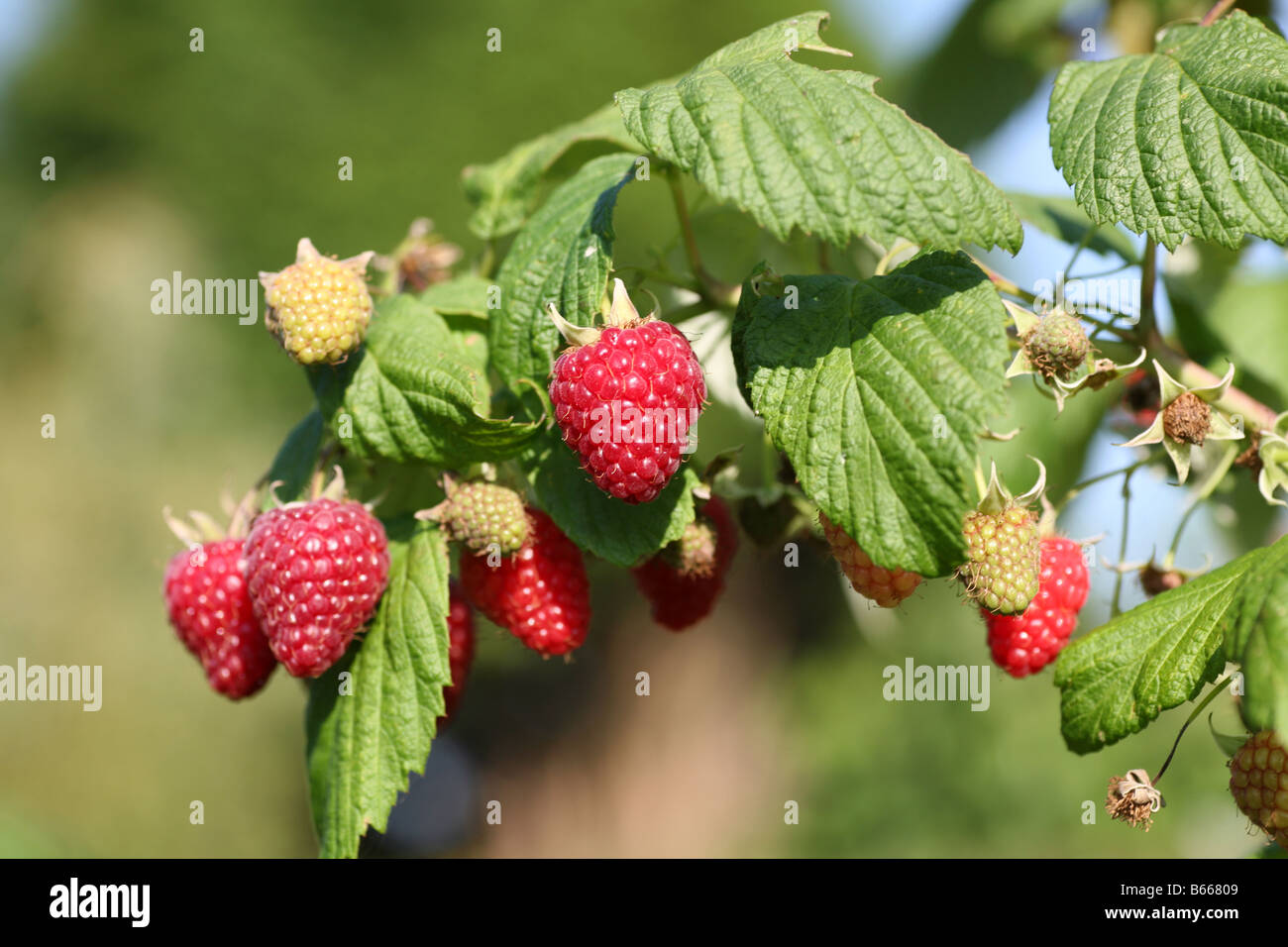 English raspberries on a branch Stock Photo - Alamy