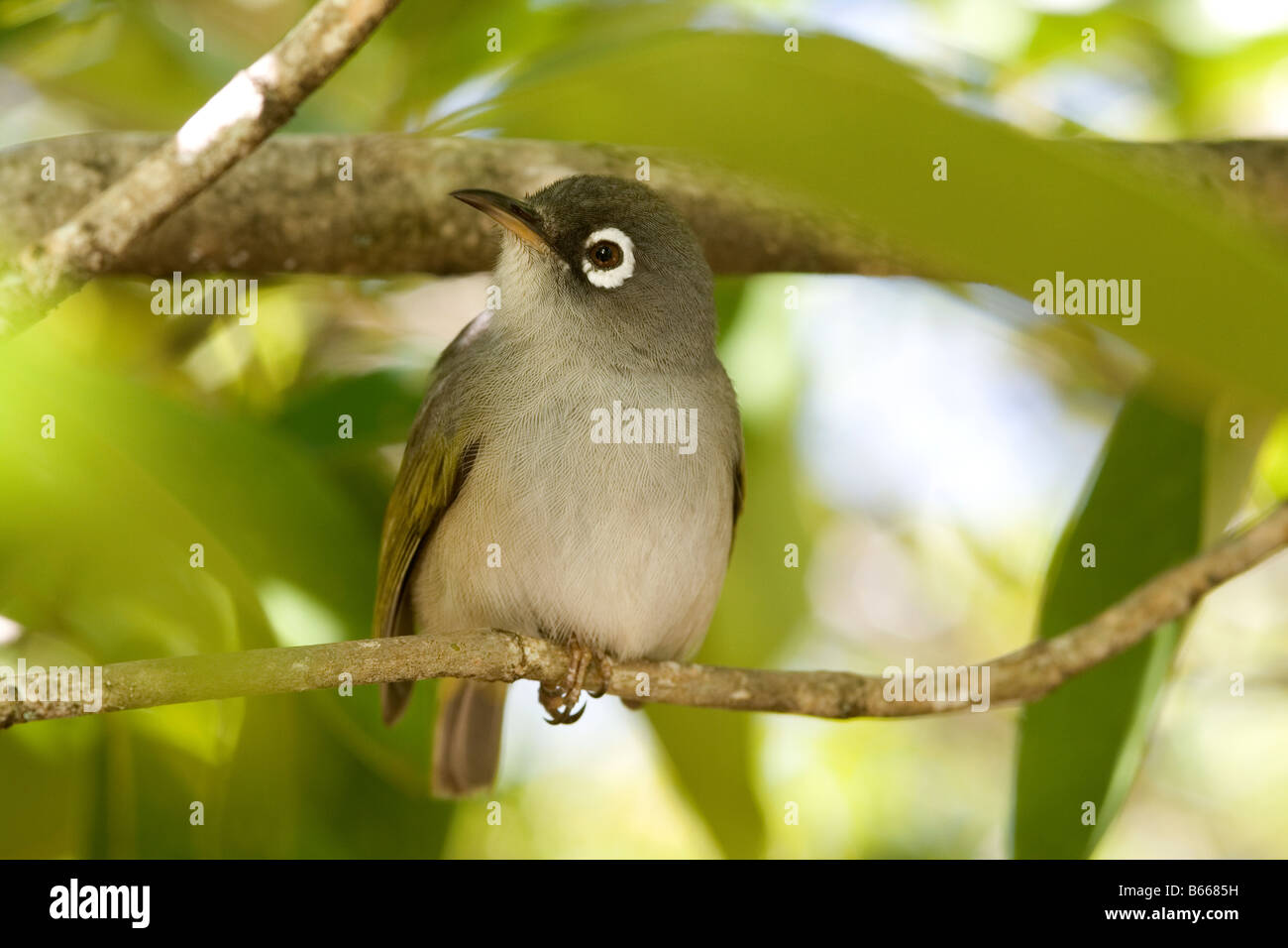 Zosterops chloronothus hi-res stock photography and images - Alamy