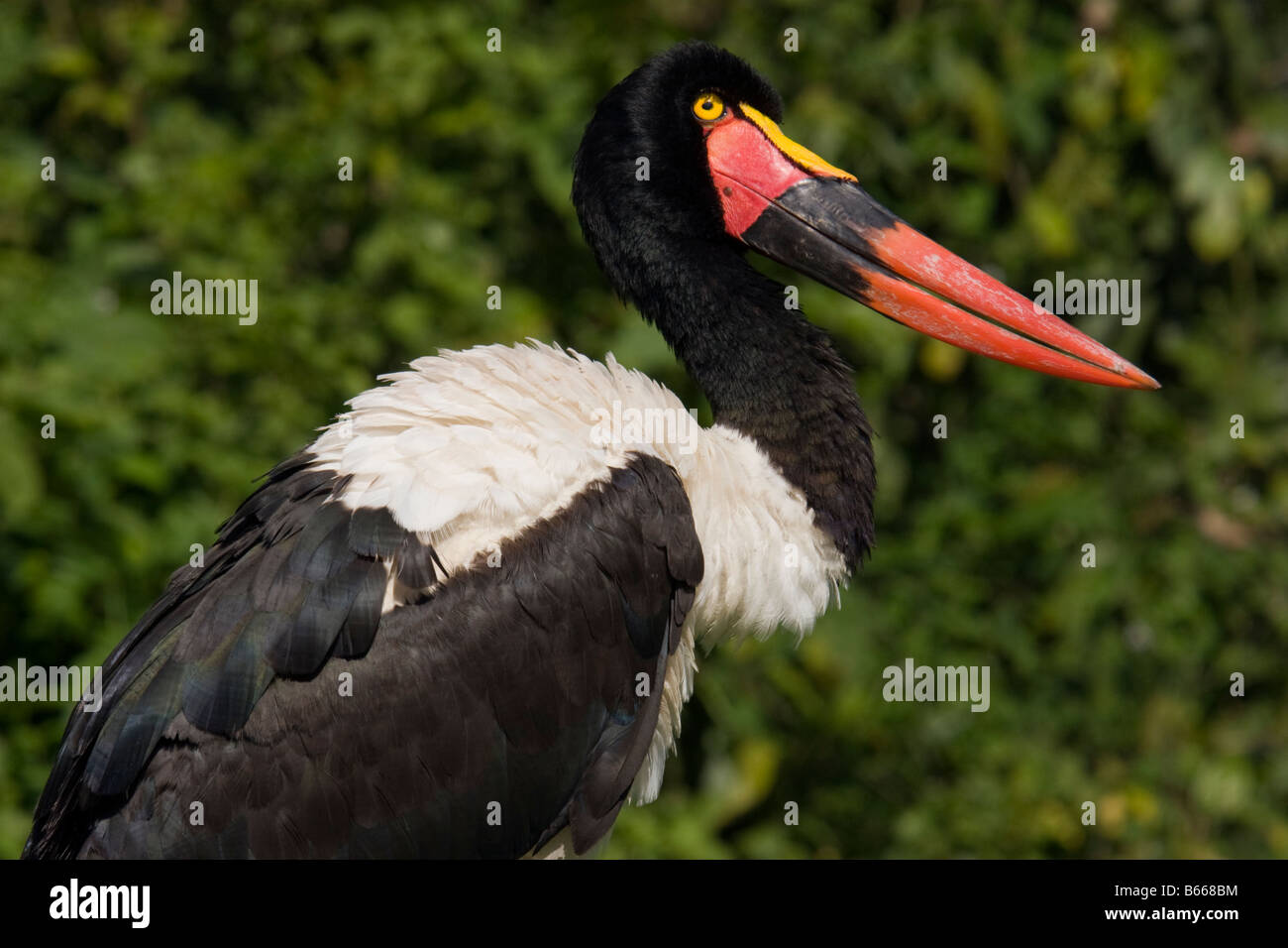 Saddleback stork hi-res stock photography and images - Alamy
