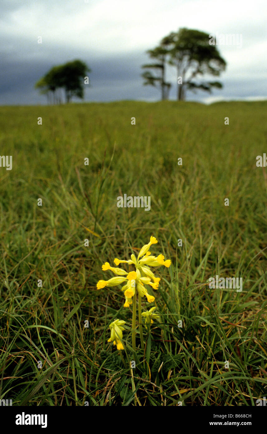 Roundway down battle hi-res stock photography and images - Alamy