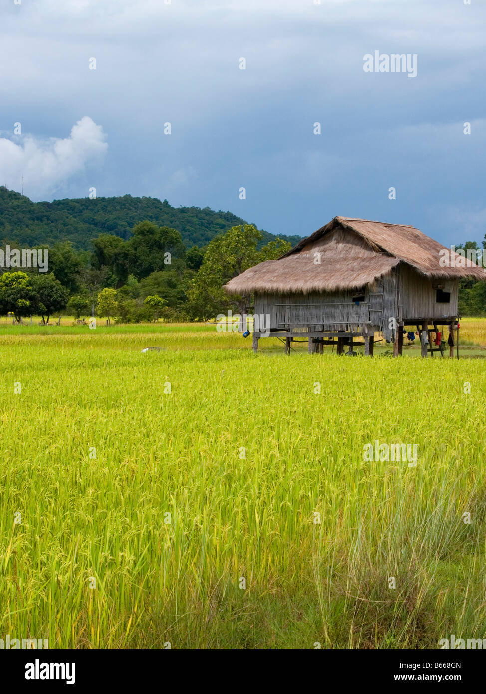 scenes from the rice harvest on Don Khong island in Laos Stock Photo ...