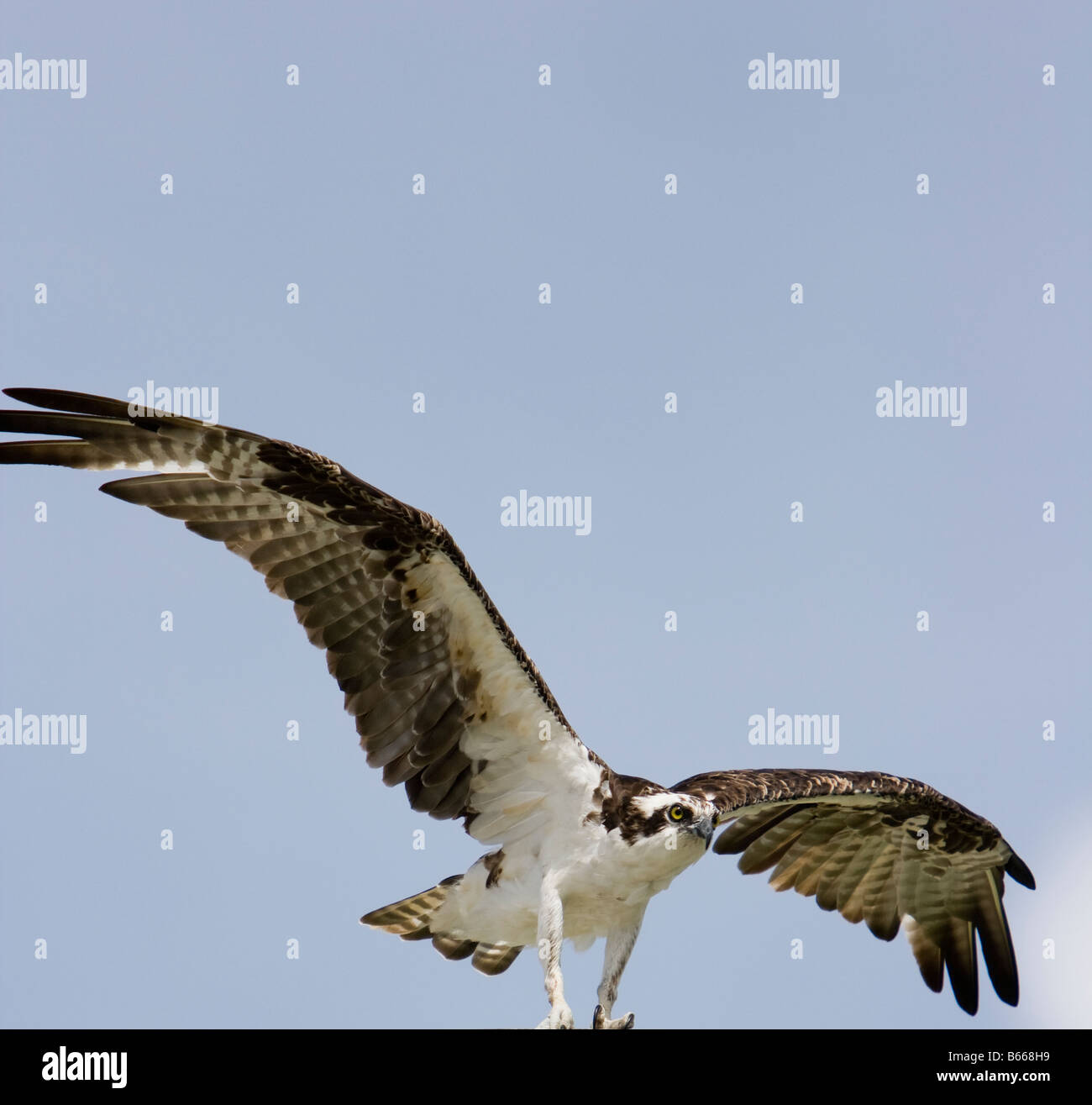 Osprey with the wings spread Stock Photo - Alamy