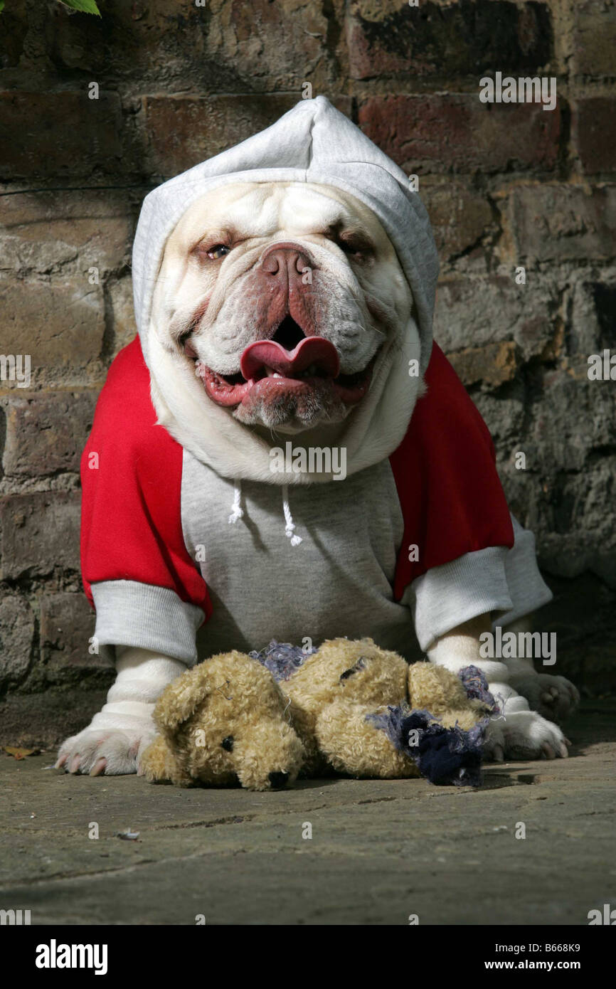 Bulldog wearing red hoodie Stock Photo - Alamy