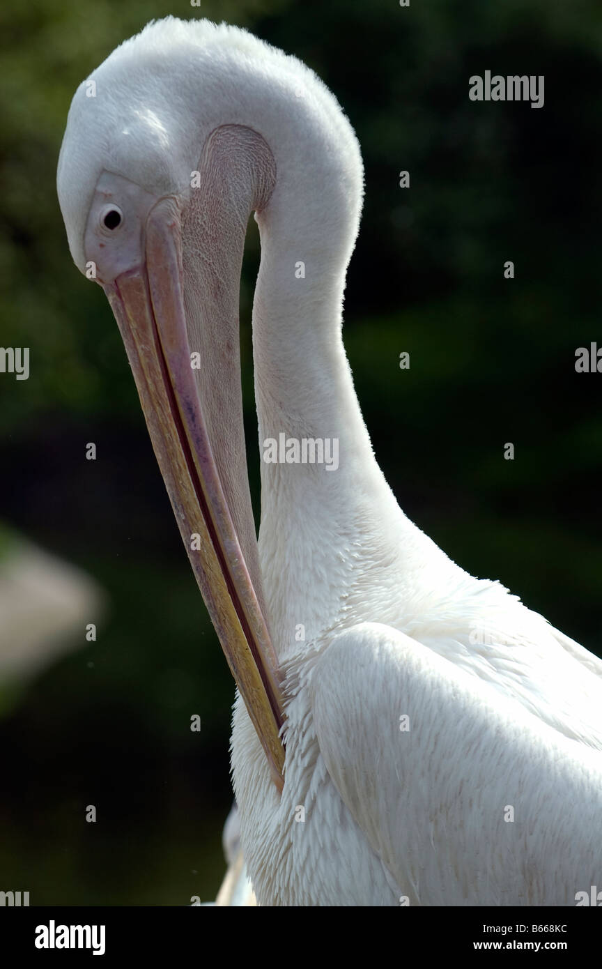 Preening neck feathers hi-res stock photography and images - Alamy