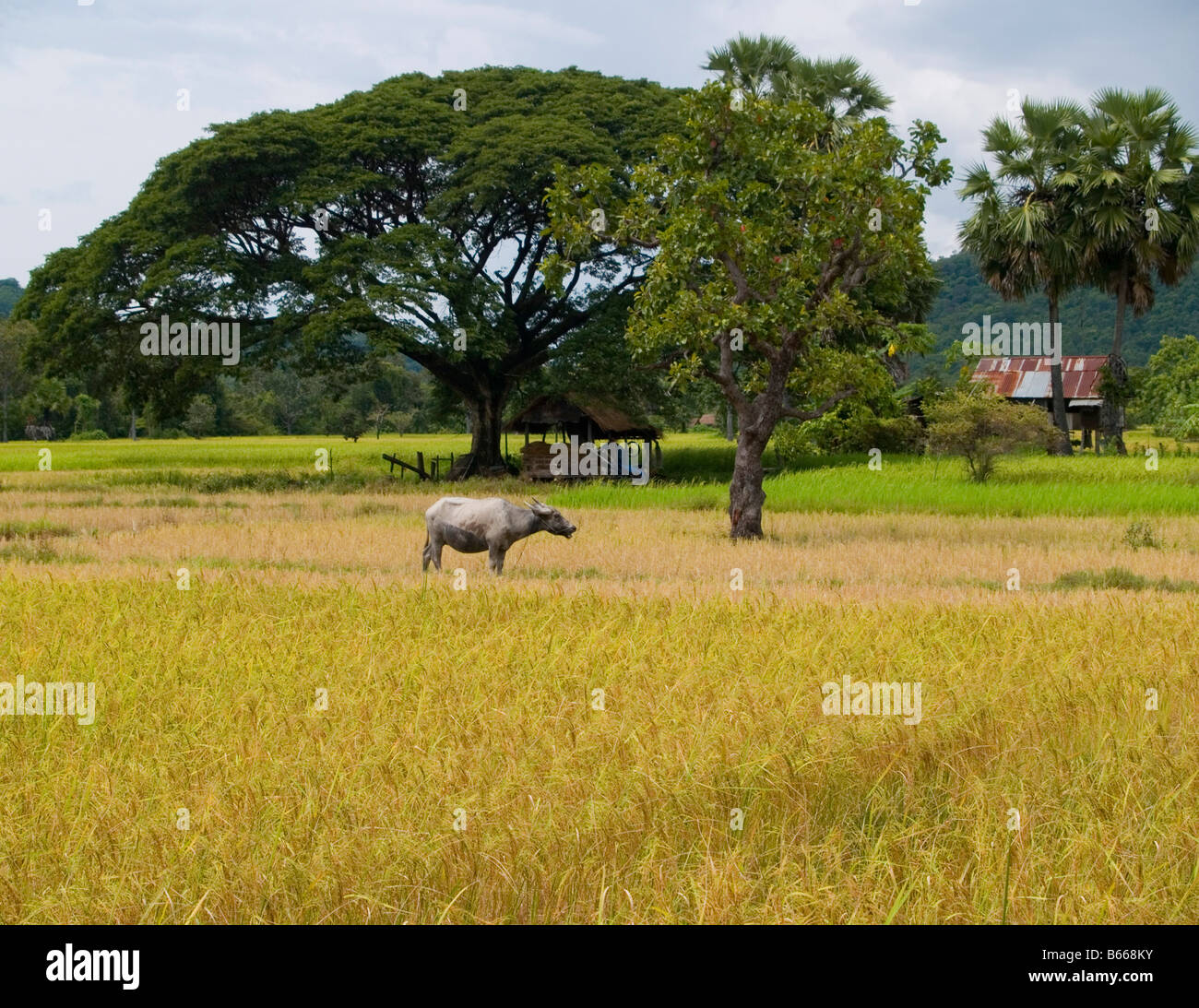 scenes from the rice harvest on Don Khong island in Laos Stock Photo ...