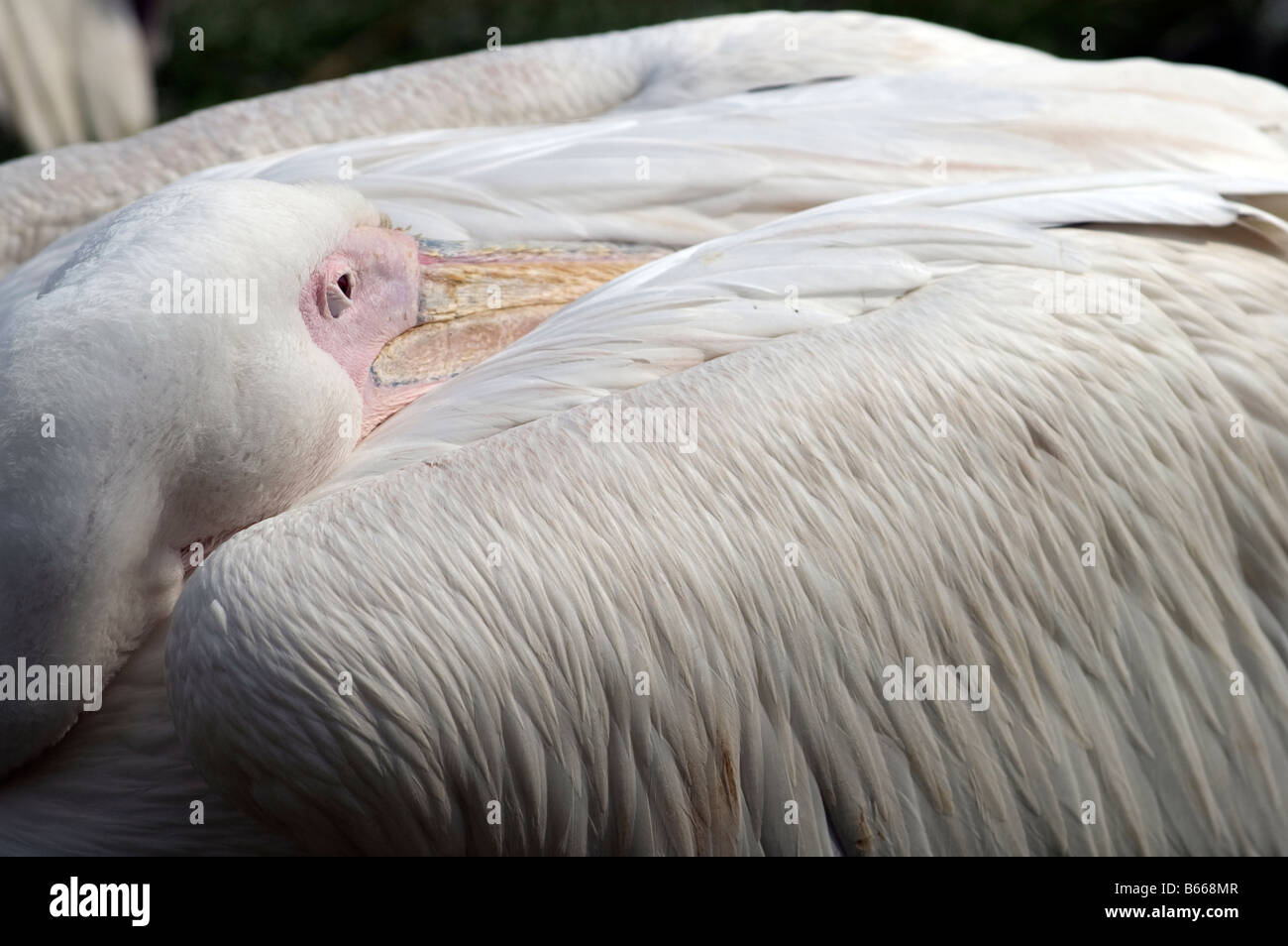 Sleeping pelican hi-res stock photography and images - Alamy