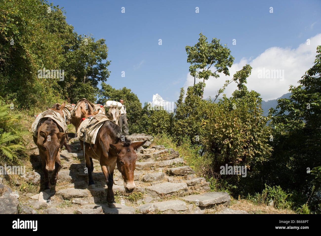 Mule train coming from Ghandruk village with Fishtail mountain in the ...