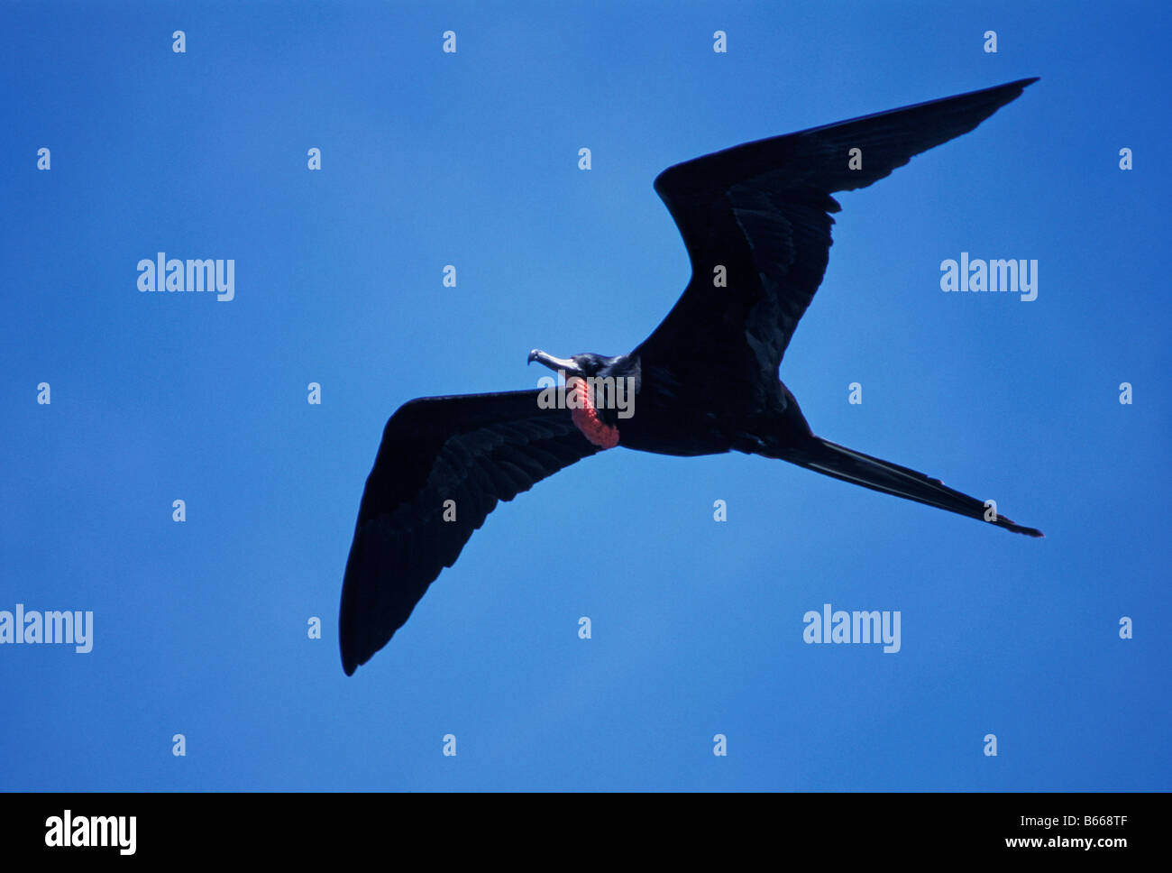 Great frigate bird in flight Stock Photo - Alamy