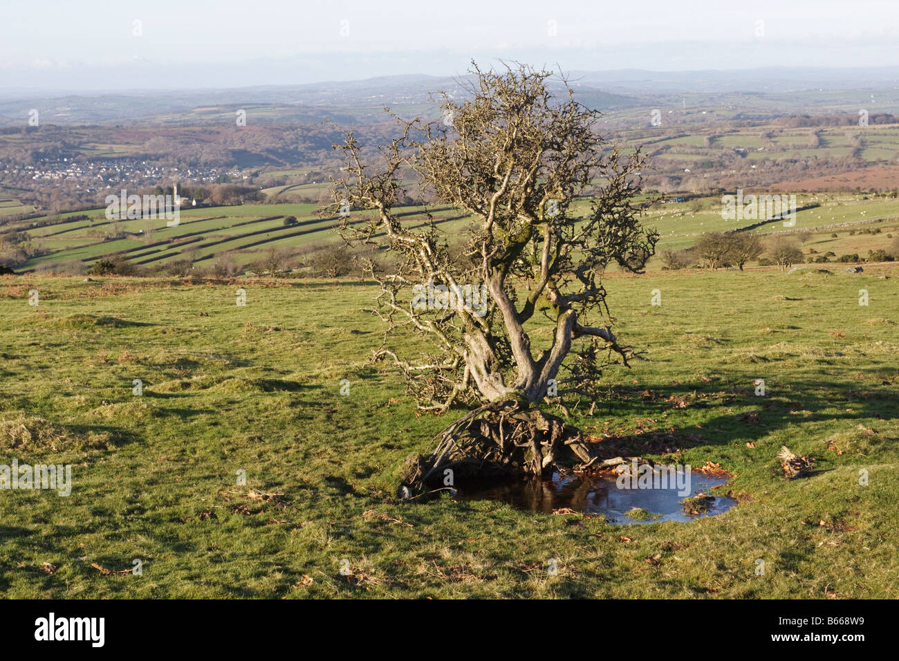 Uprooted tree pond hi-res stock photography and images - Alamy
