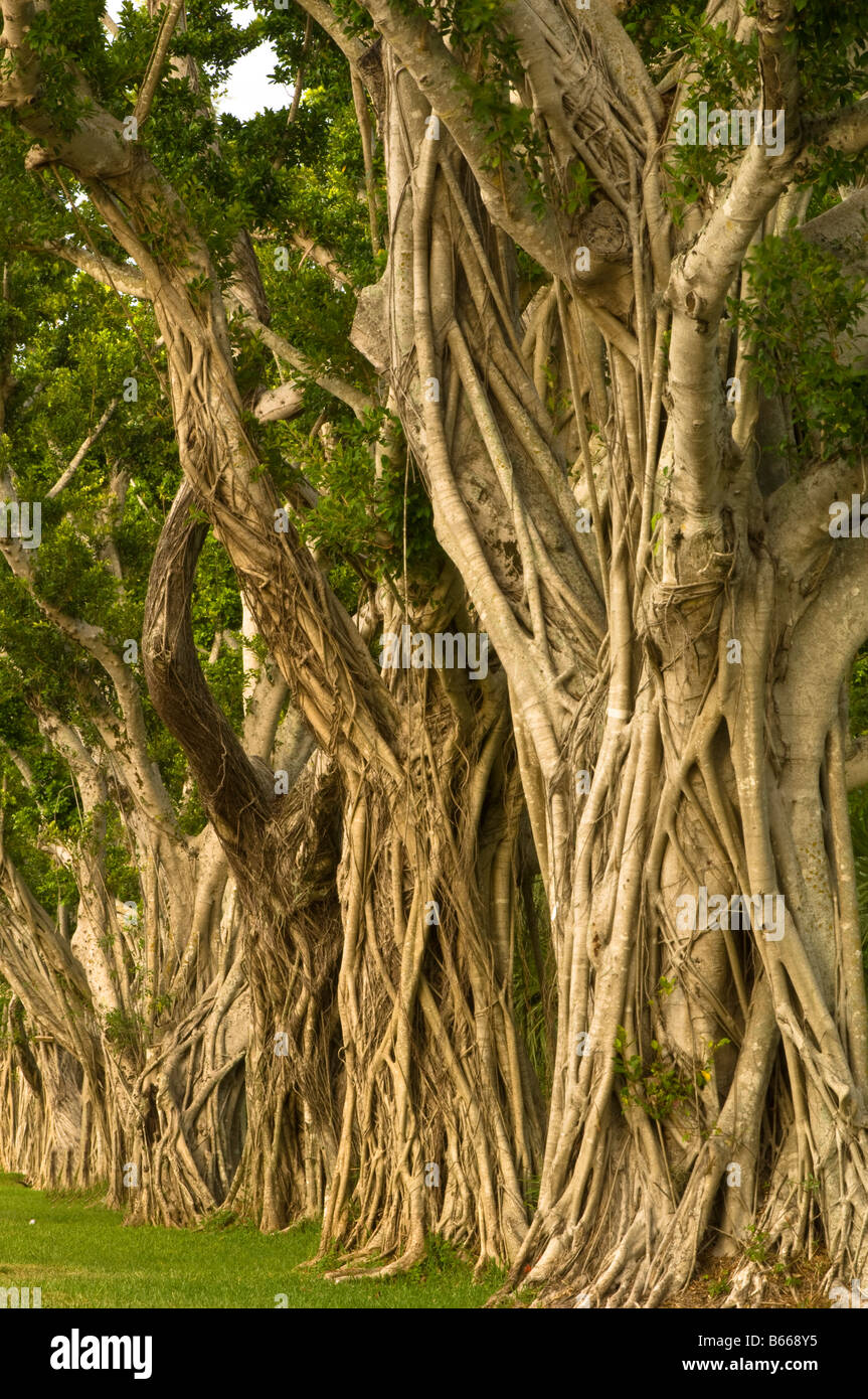 Ficus trees hi-res stock photography and images - Alamy
