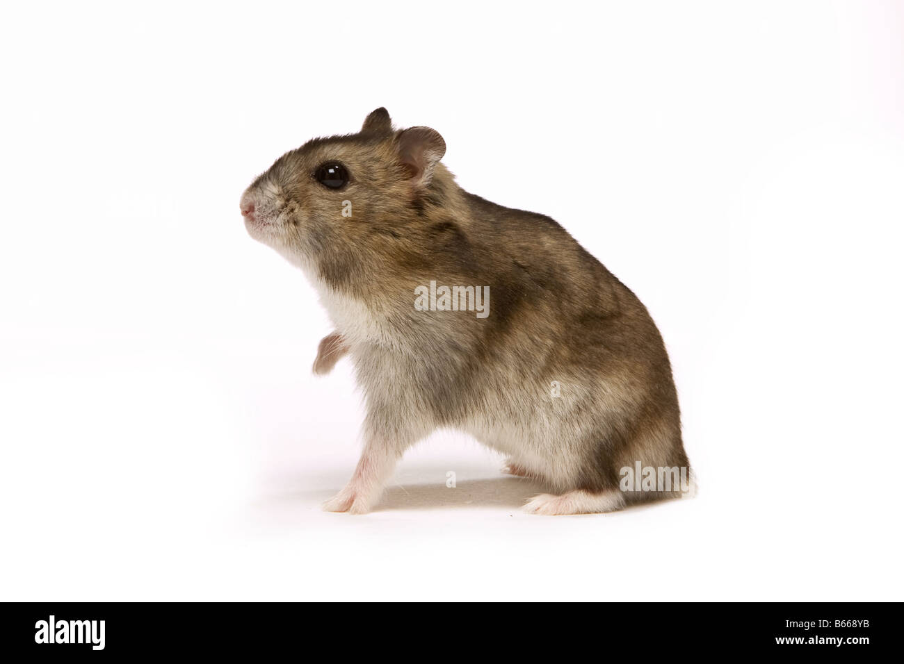 Little brown hamster photographed in profile shot Stock Photo - Alamy
