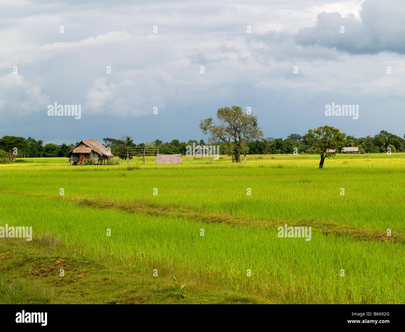 scenes from the rice harvest on Don Khong island in Laos Stock Photo ...
