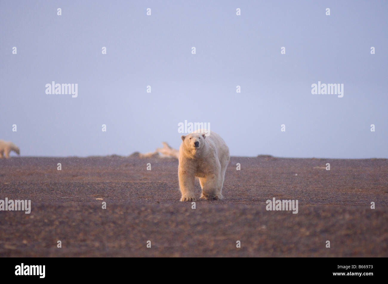 polar bear Ursus maritimus bear on a sandspit waiting for fall freeze ...