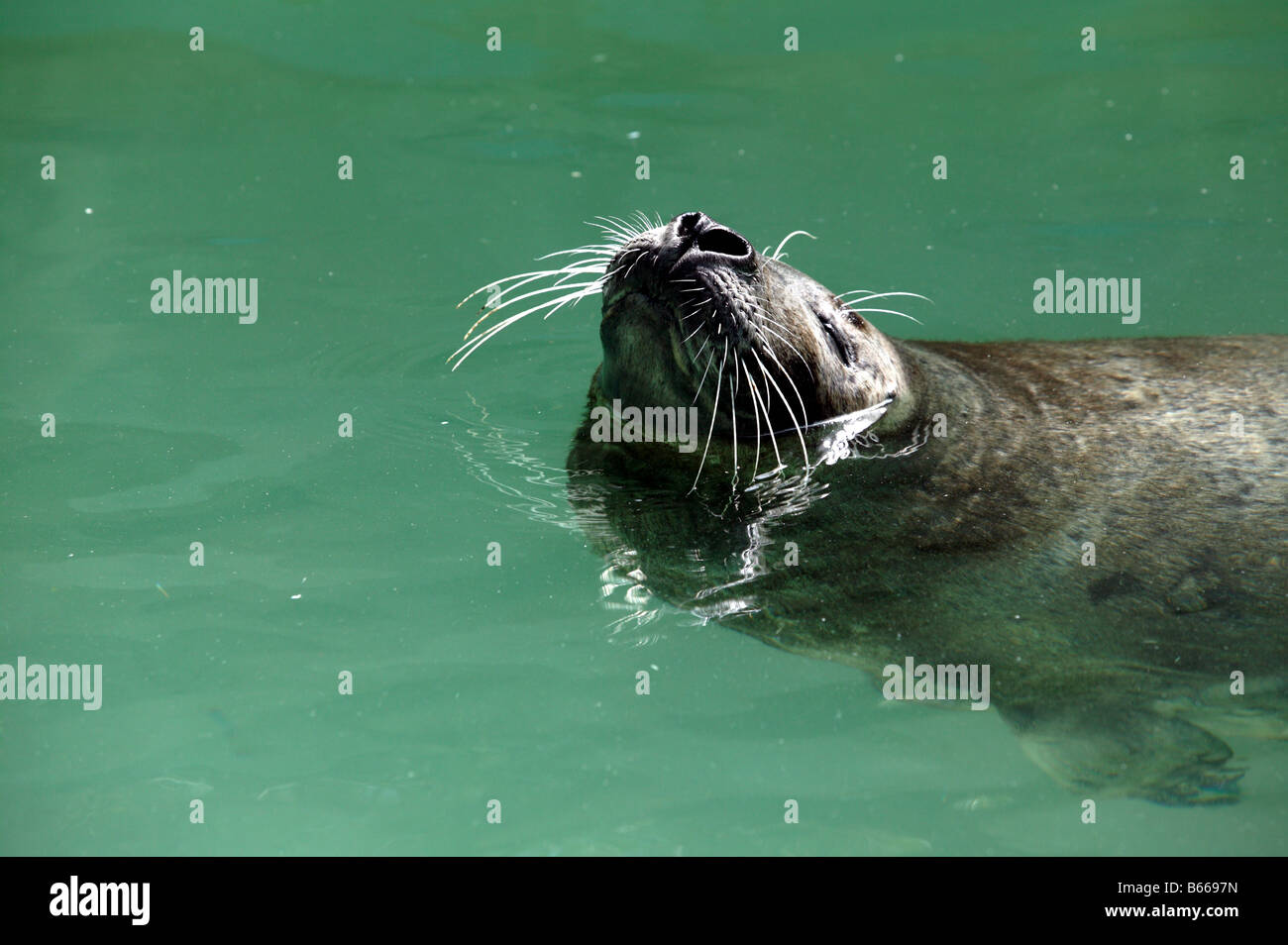 Close-up of a Seal in Bermuda's Aquarium, Museum and Zoo Stock Photo ...