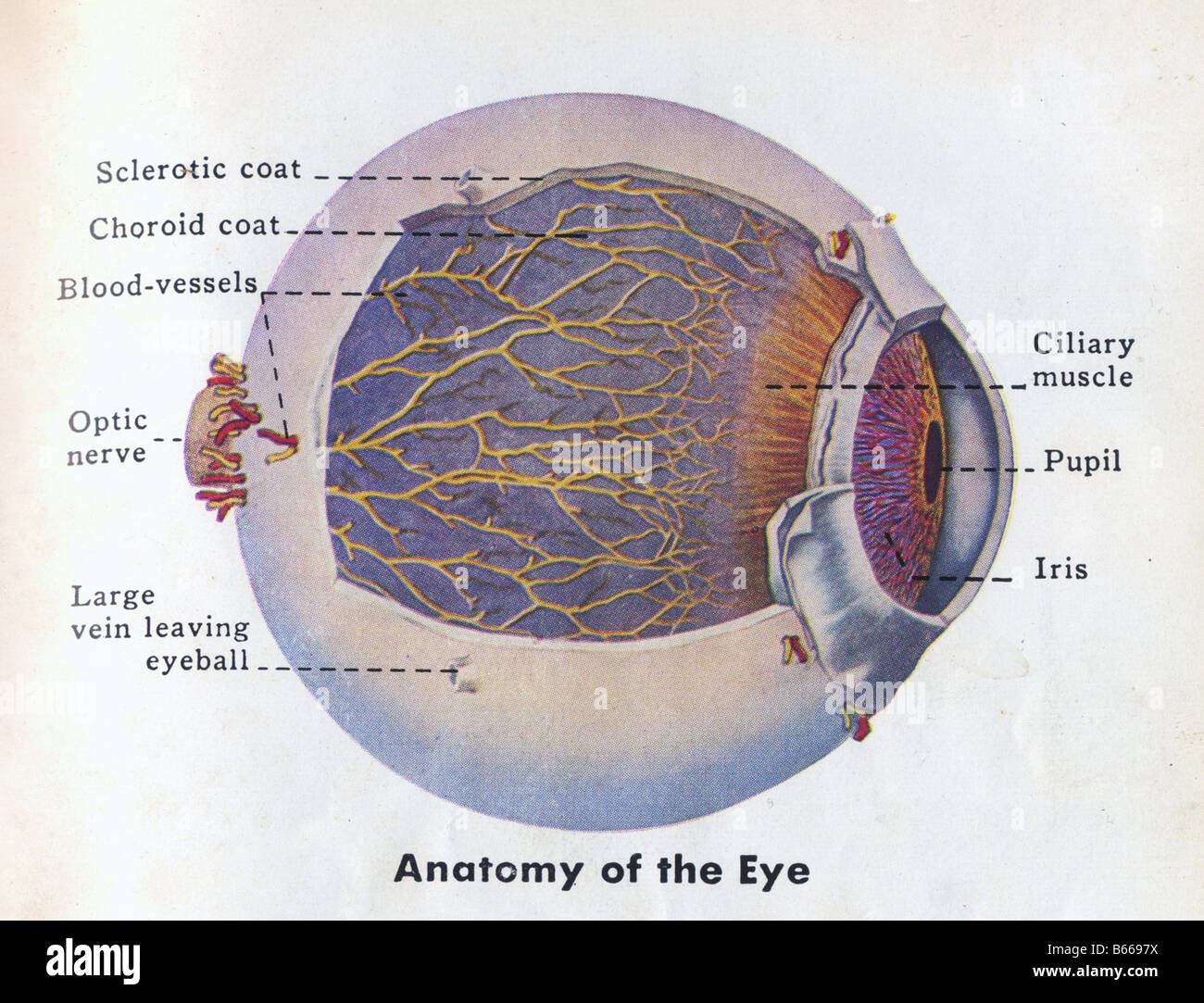 The human eye diagram book hi-res stock photography and images - Alamy