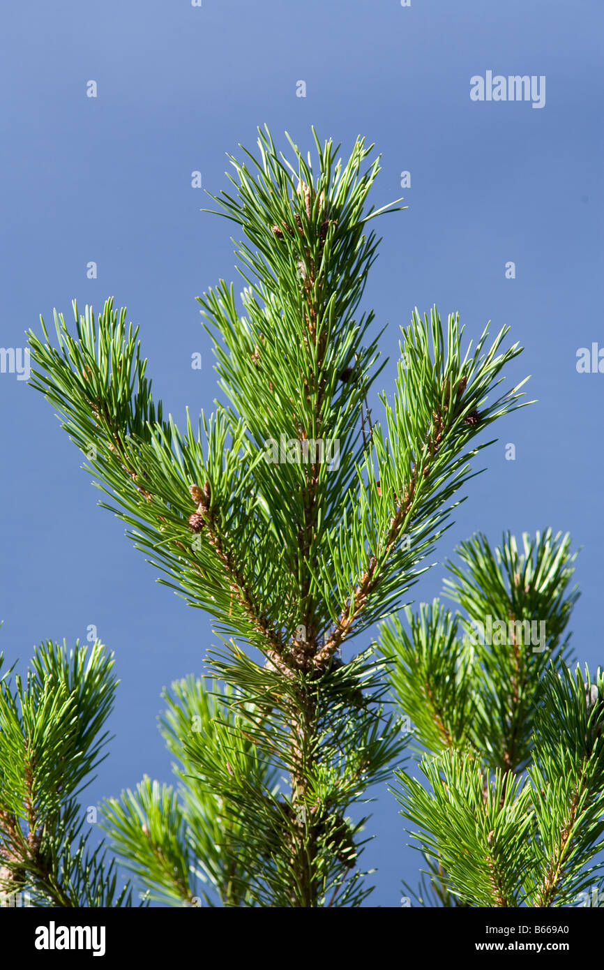Pinus sprig hi-res stock photography and images - Alamy