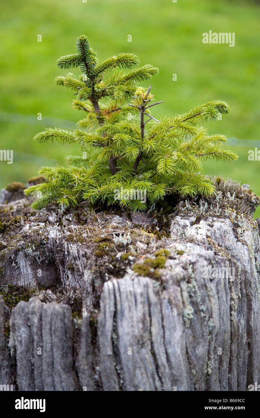 Dead fence hi-res stock photography and images - Alamy