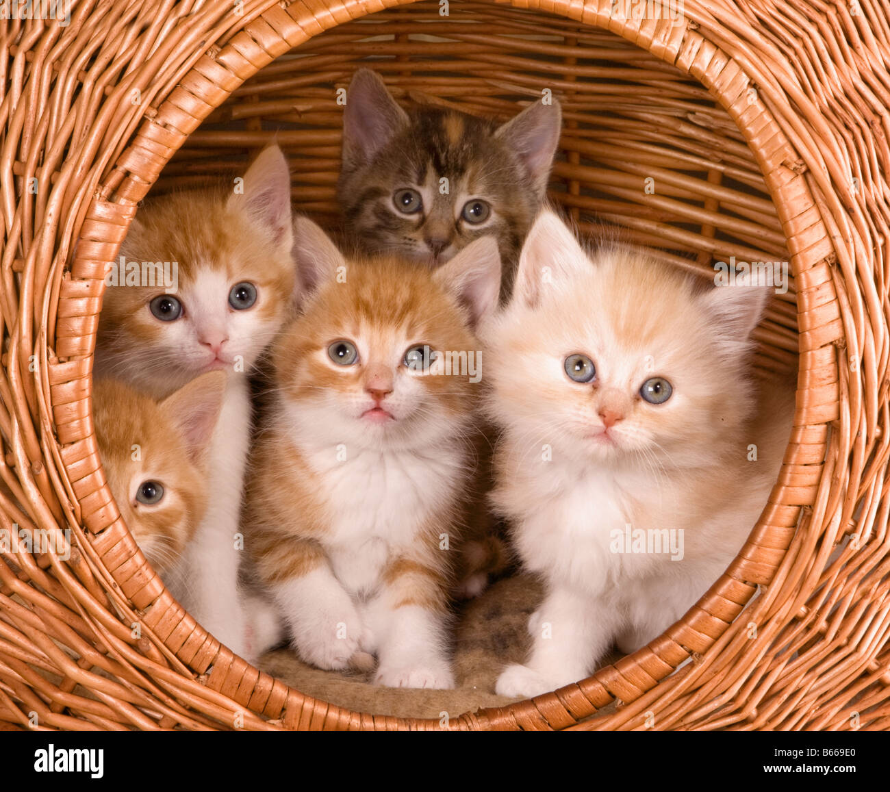 Family of kittens hi-res stock photography and images - Alamy