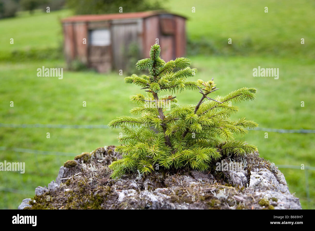 Sapling fence hi-res stock photography and images - Alamy