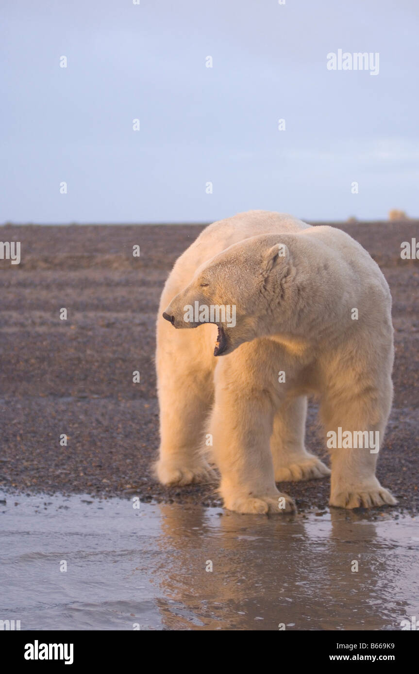 polar bear Ursus maritimus bear on a sandspit waiting for fall freeze ...