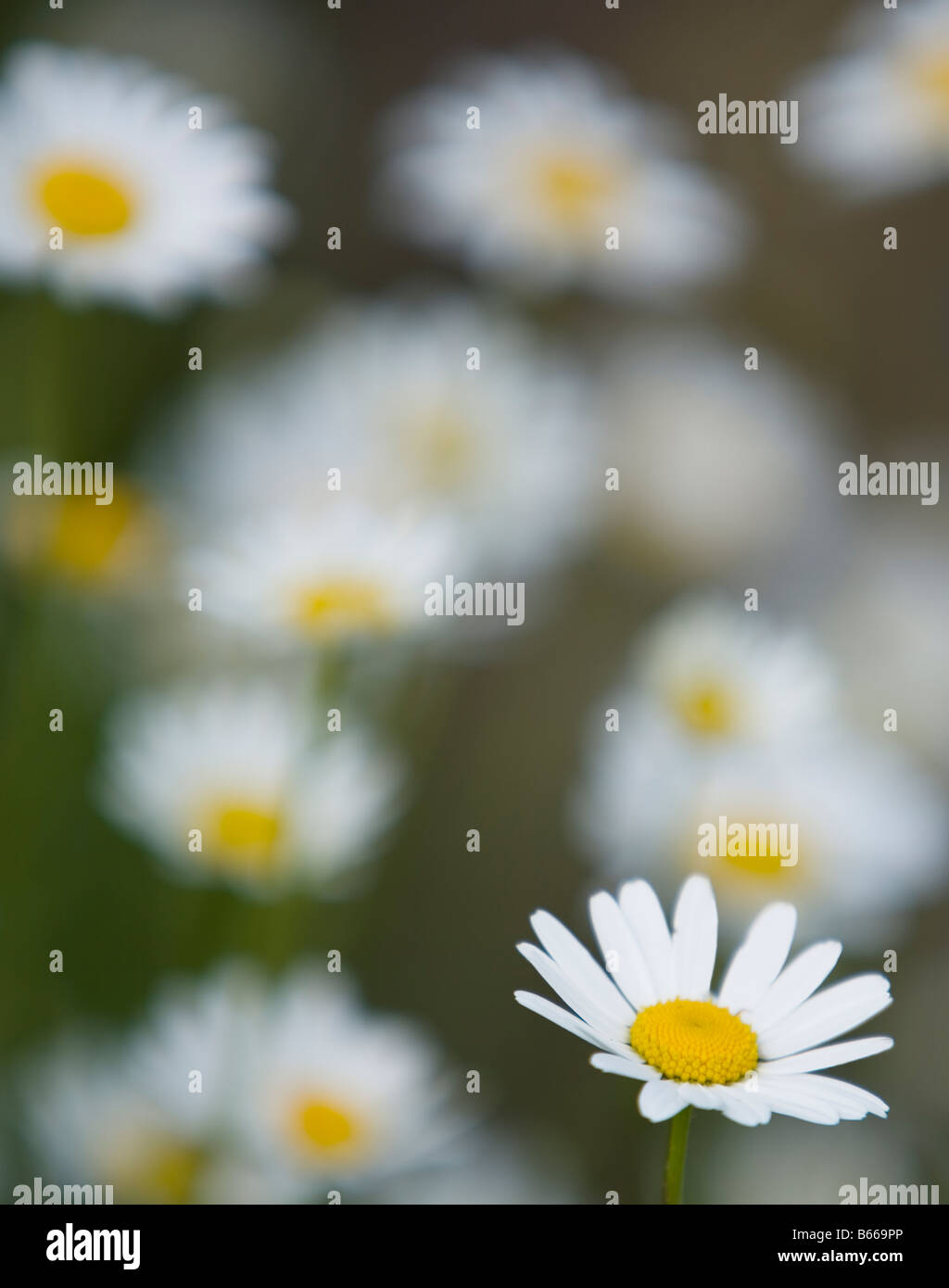 group of oxeye daisies with one head in focus Stock Photo - Alamy