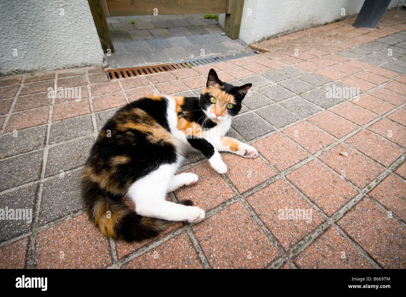 Domestic Tortoise Shell Cat Stock Photo - Alamy