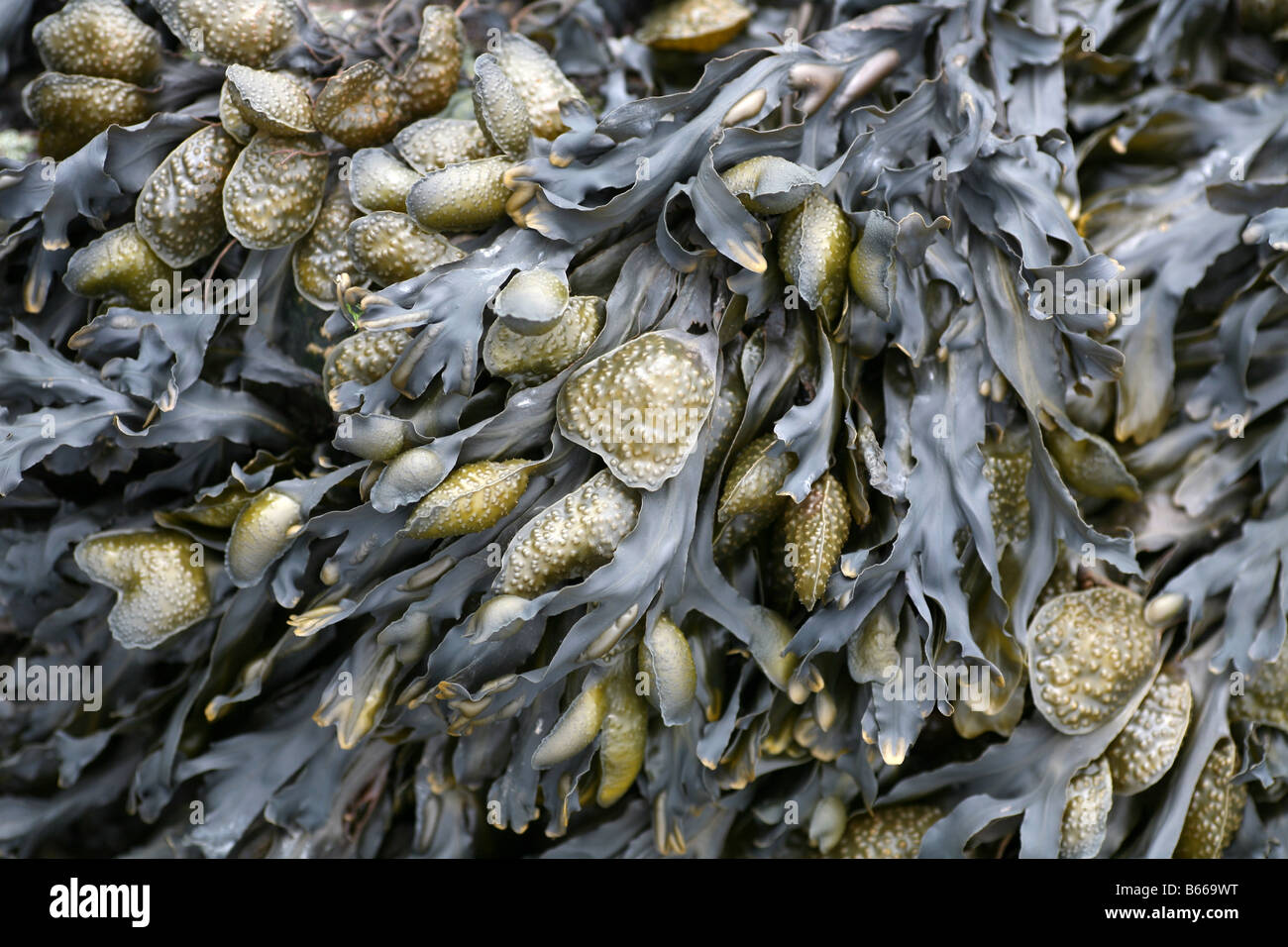 Bladder float hi-res stock photography and images - Alamy