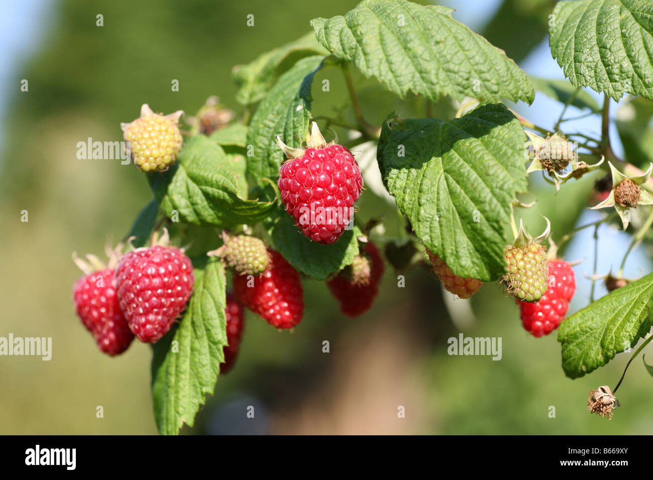 English raspberries on a branch Stock Photo - Alamy